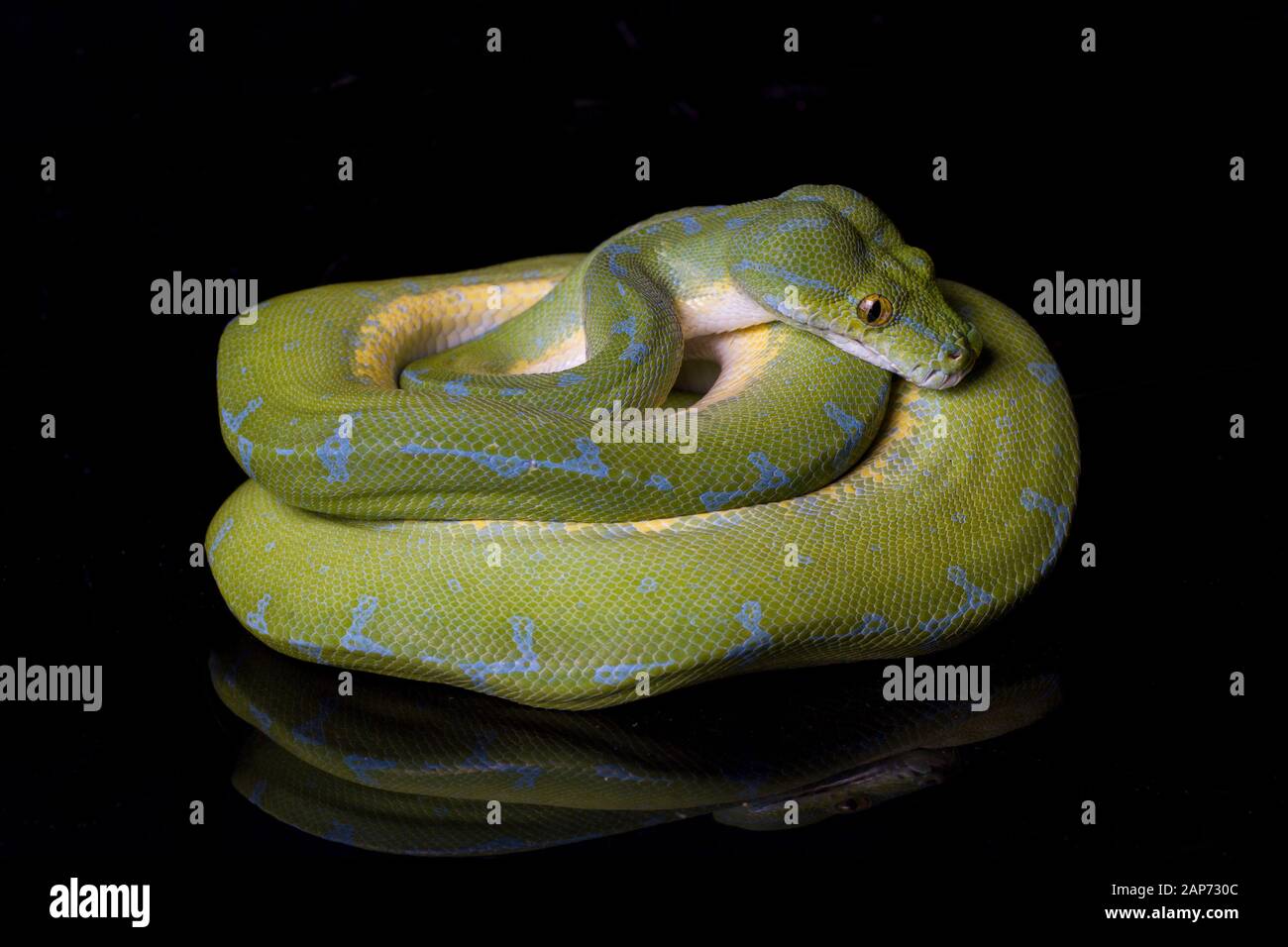 Green Tree Python (Morelia viridis) sorong locality isolated on black ...