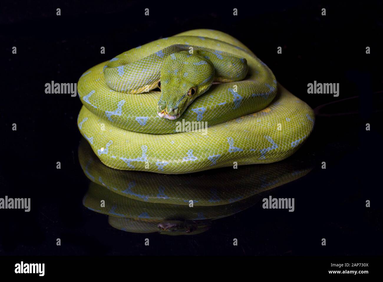 Green Tree Python (Morelia viridis) sorong locality isolated on black ...