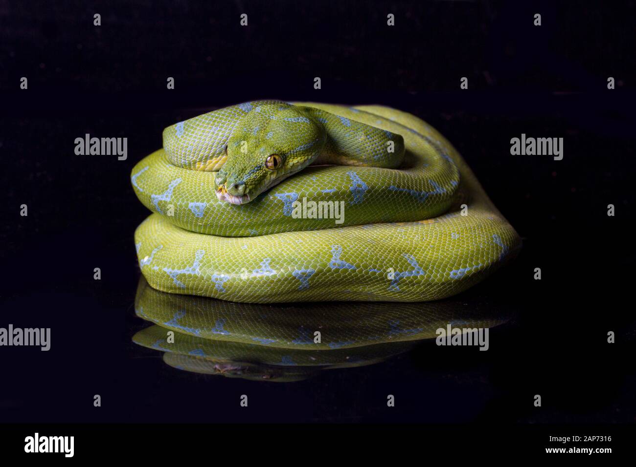 Green Tree Python (Morelia viridis) sorong locality isolated on black ...