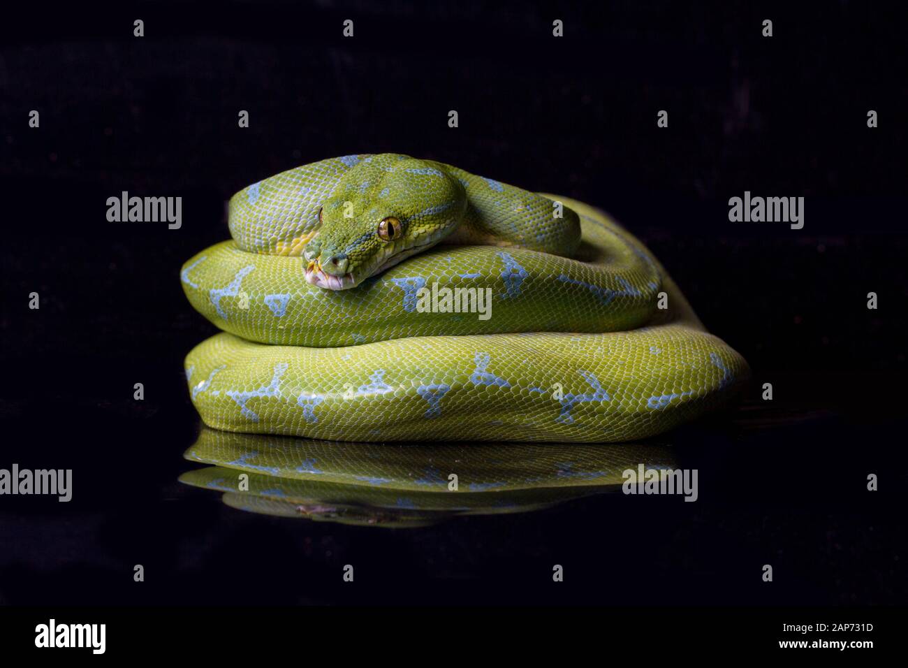 Green Tree Python (Morelia viridis) sorong locality isolated on black ...