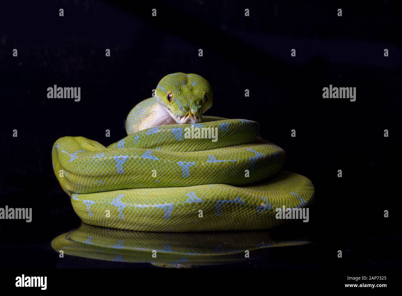 Green Tree Python (Morelia viridis) sorong locality isolated on black ...