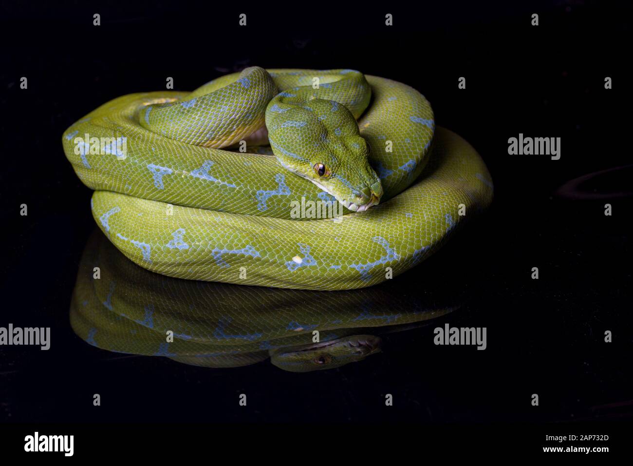 Green Tree Python (Morelia viridis) sorong locality isolated on black ...