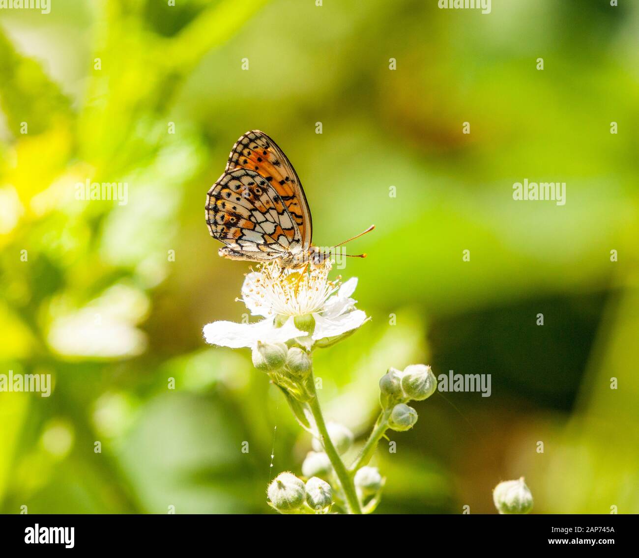 Hecate hi-res stock photography and images - Alamy