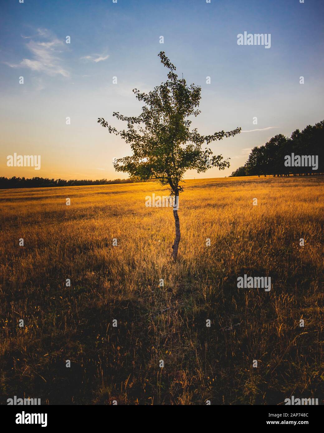 Lonely lit tree on a golden field kissed by the sun Stock Photo - Alamy