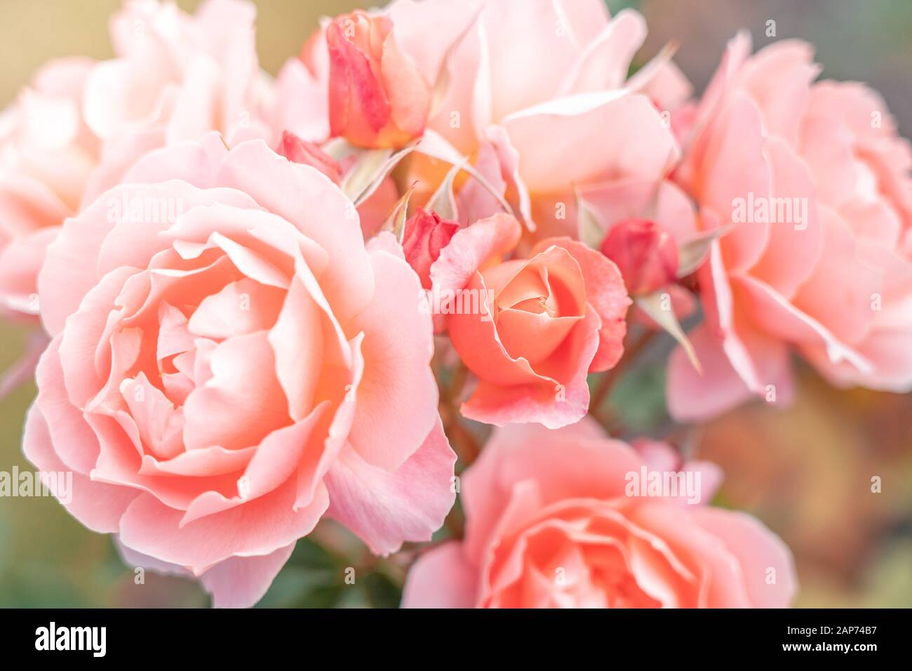 Fresh Rose background; close up Stock Photo - Alamy