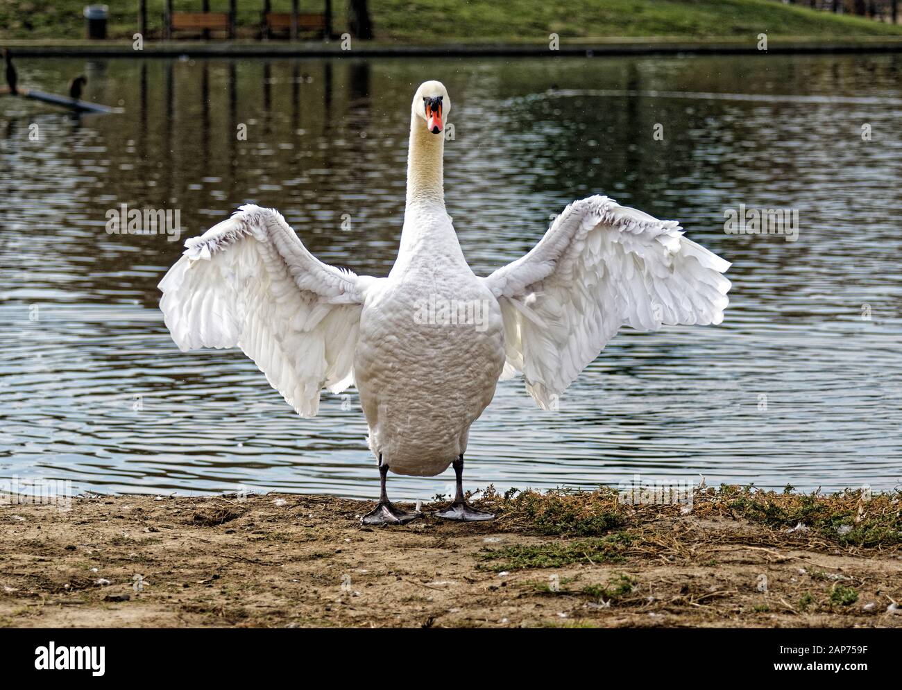 Swan (Cygnus) opens its wings after swimming in Balboa lake CA USA ...