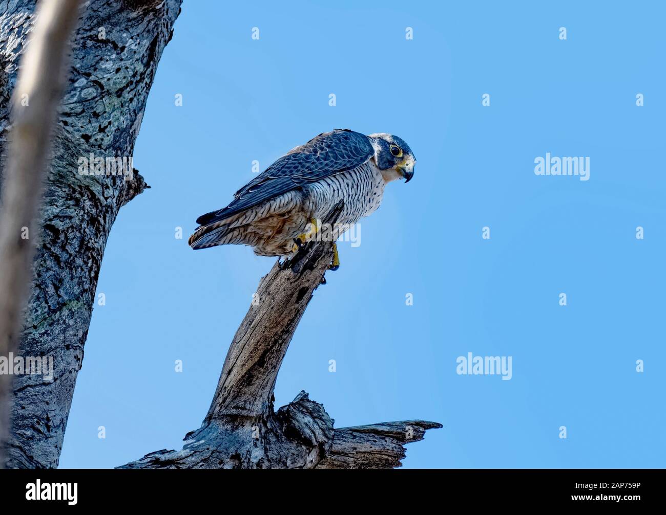 Peregrine falcon (Falco peregrinus) on the tree in Bolsa Chica ...