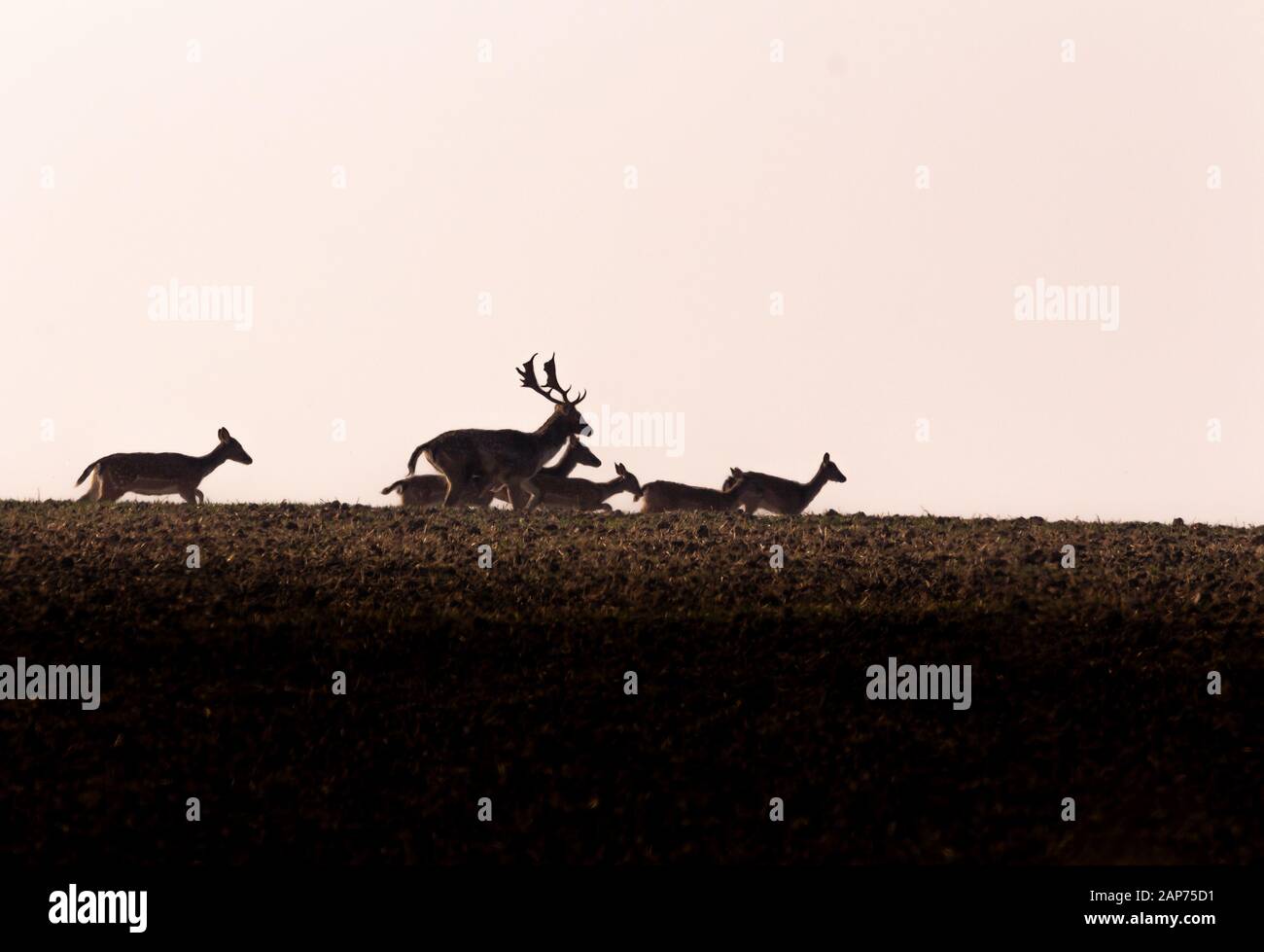 Wild deer in romania hi-res stock photography and images - Alamy