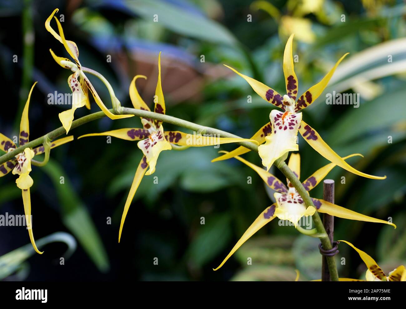 Color spider hi-res stock photography and images - Alamy