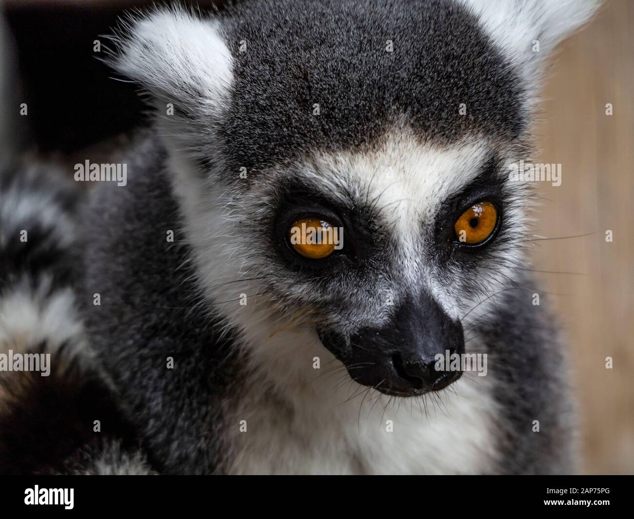 close up ringed lemur face looking Stock Photo - Alamy