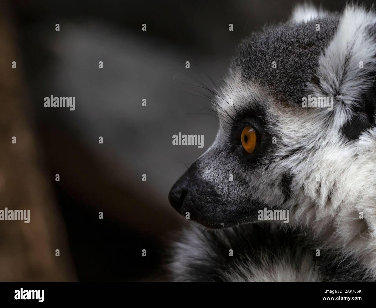 Lemur face hi-res stock photography and images - Alamy