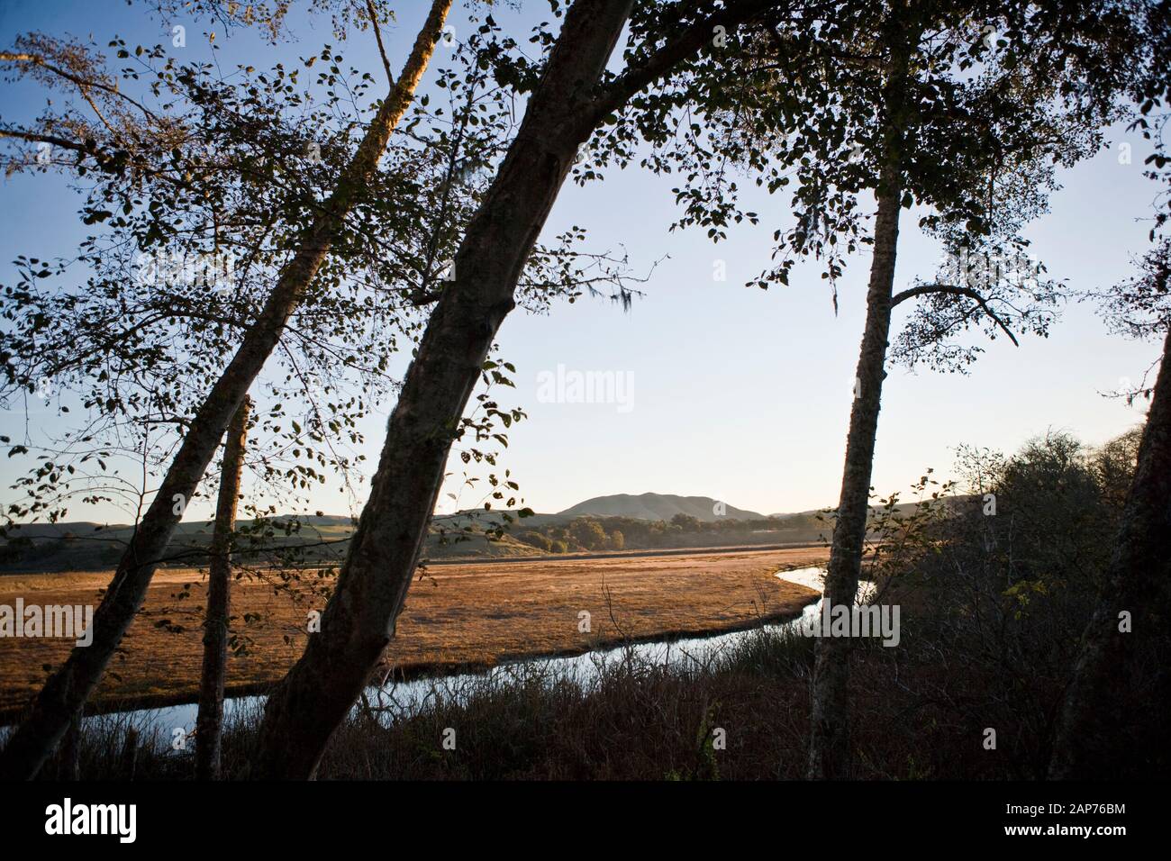 Trees next to river Stock Photo - Alamy