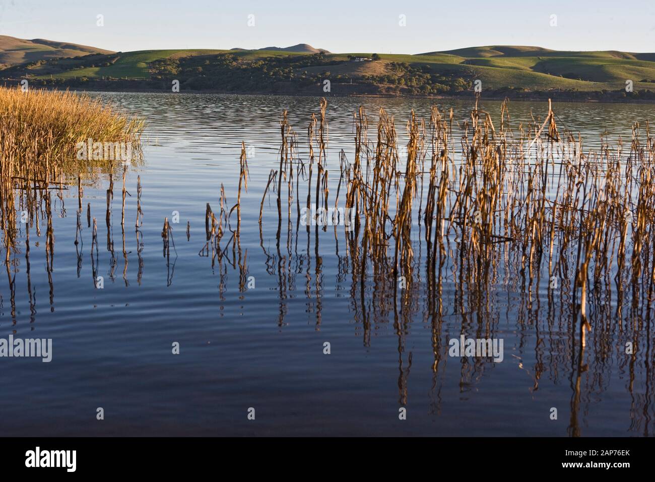 Reeds photographs hi-res stock photography and images - Alamy