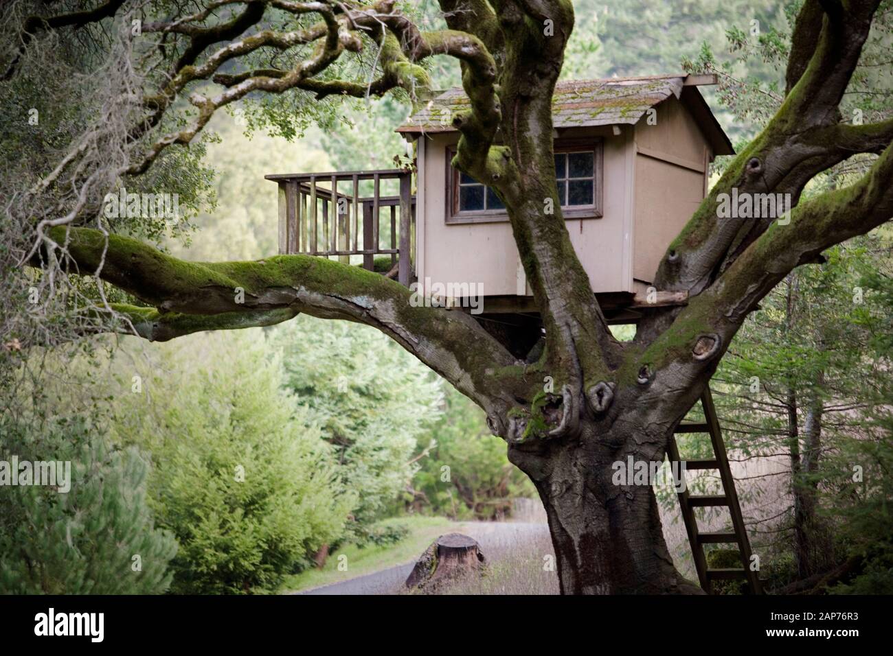 Wooden tree hut sitting in the branches of a tree in the country Stock ...