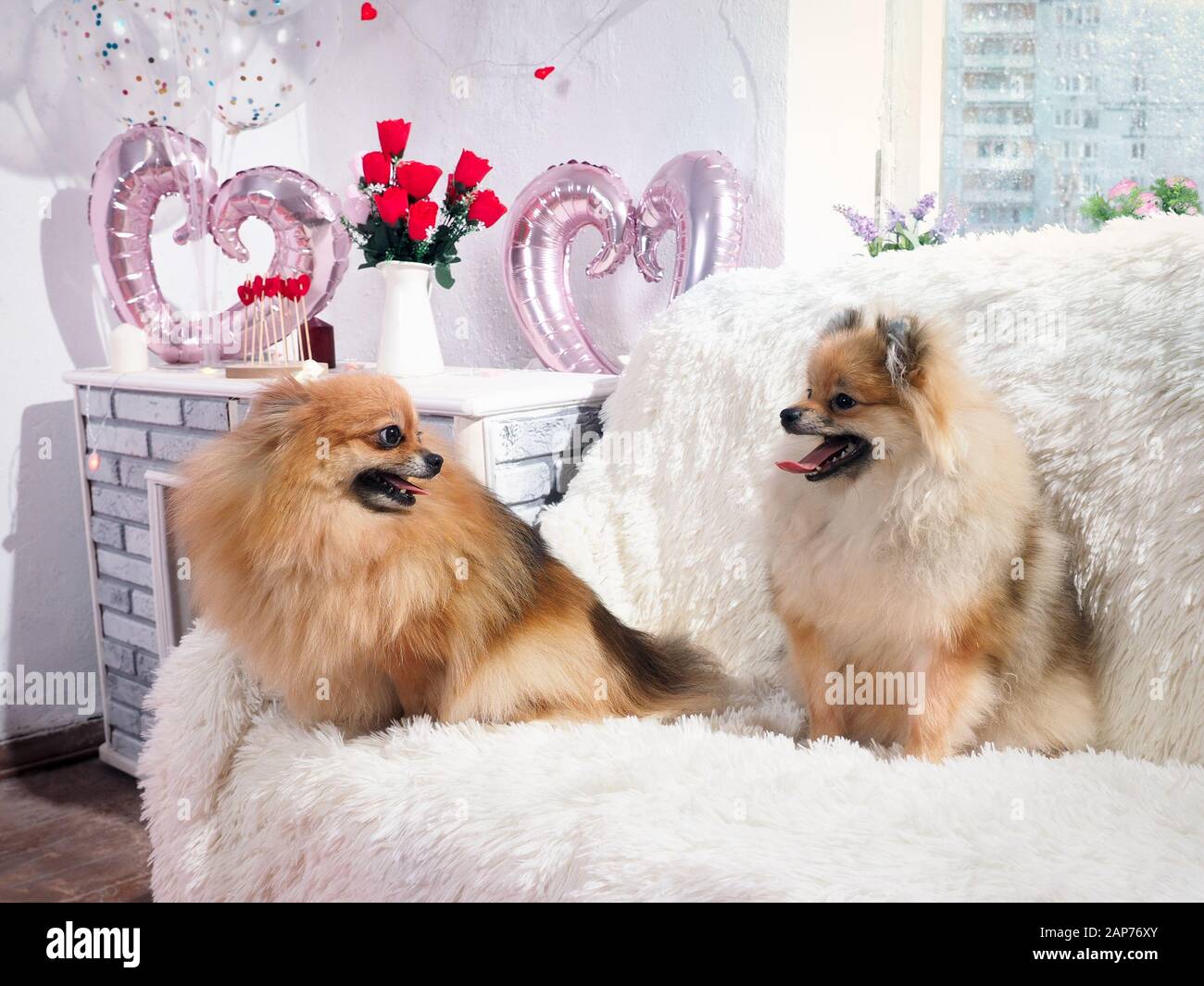 Cute dogs in a romantic interior with hearts Stock Photo - Alamy