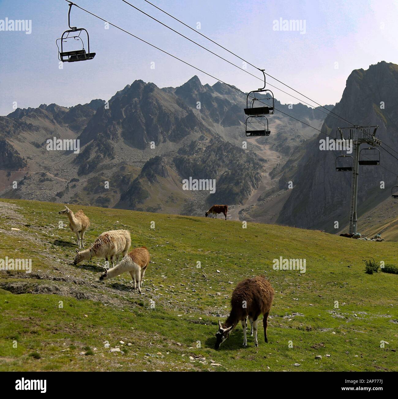 Alpaca of the Pyrenees Stock Photo - Alamy