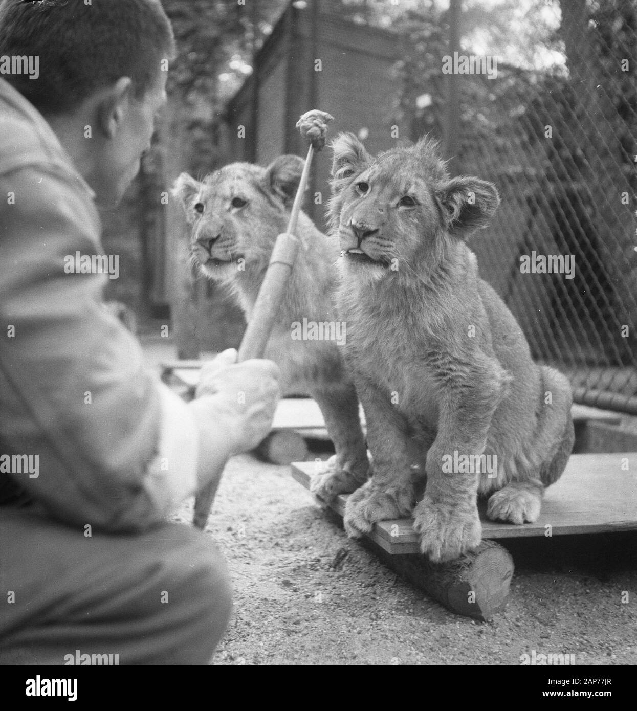 Quadling hi-res stock photography and images - Alamy