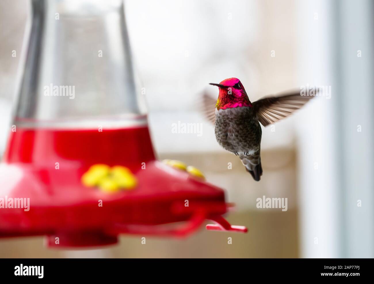 Small Little Colorful Bird, Colibri Stock Photo - Alamy