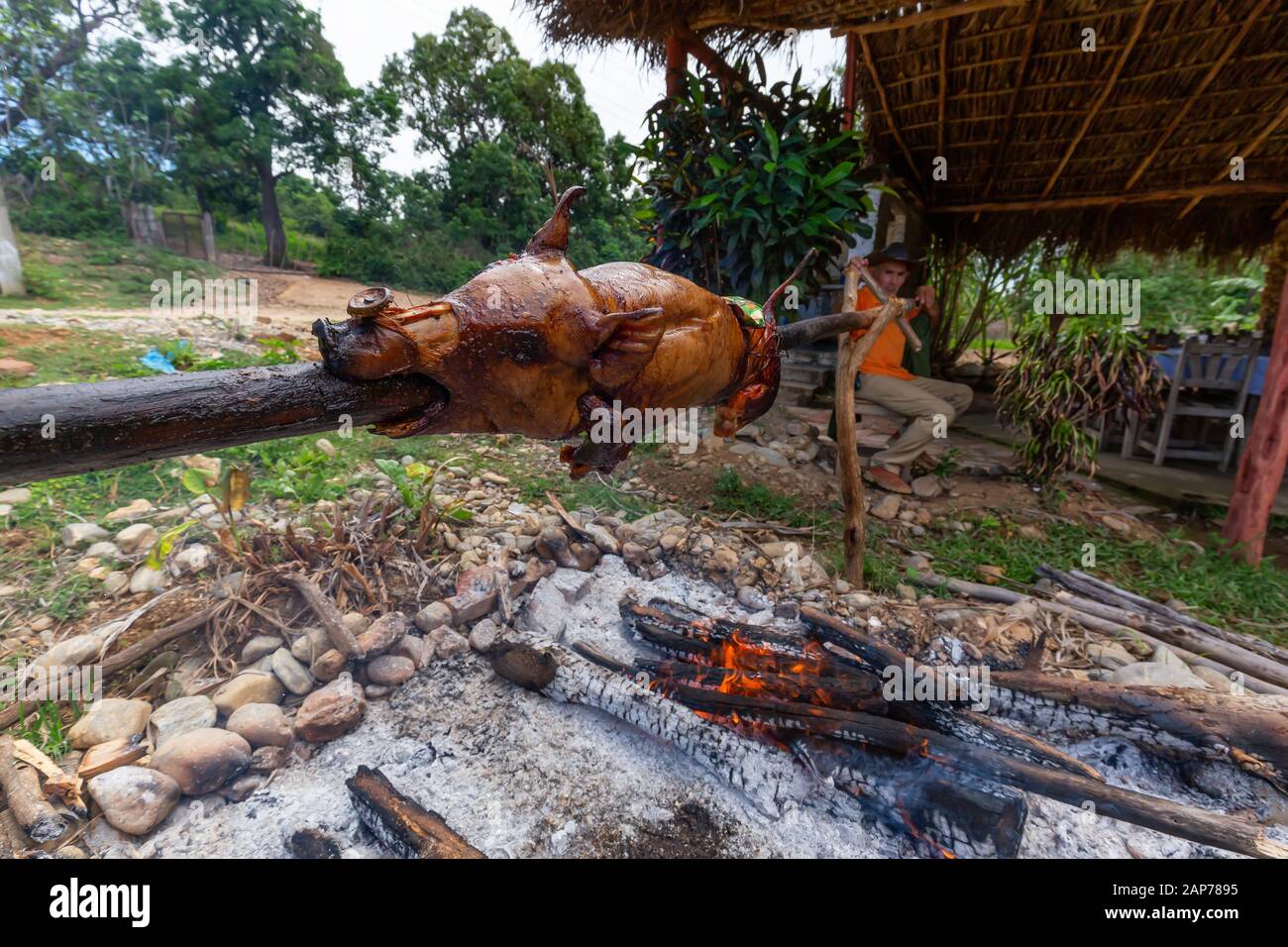 Trinidad, Cuba - June 12, 2019: Pig roasted on a fire in the country ...