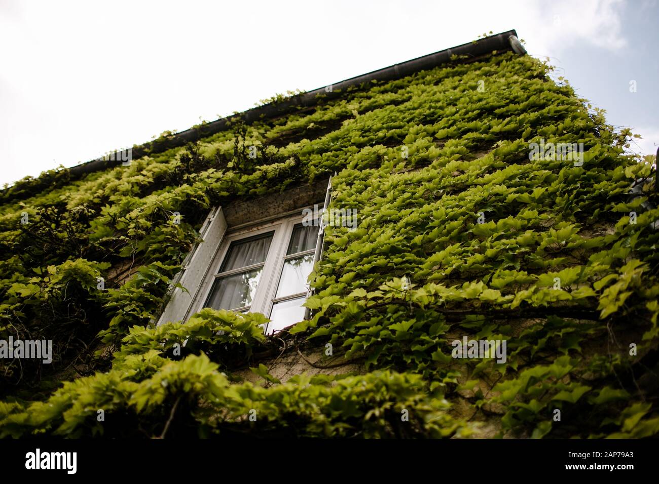 Overgrown vines wall hi-res stock photography and images - Alamy