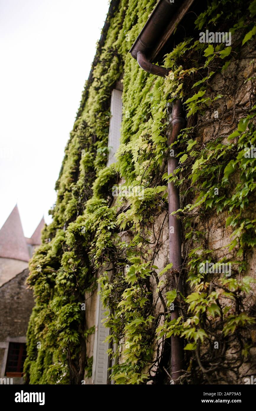 OverGrown Vines on Side of Stone Building in French Countryside Stock ...