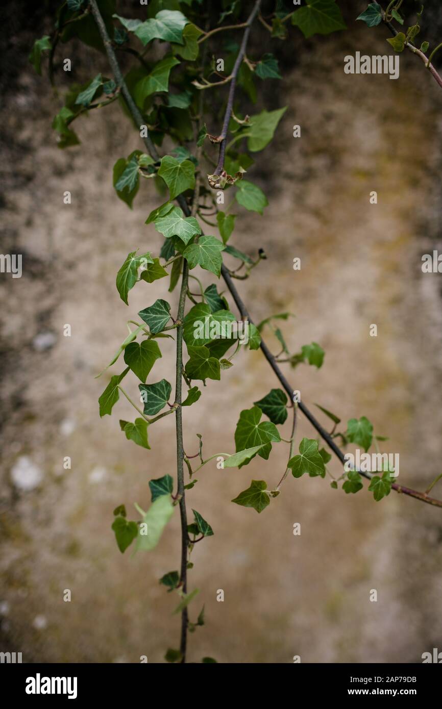 Overgrown vines wall hi-res stock photography and images - Alamy