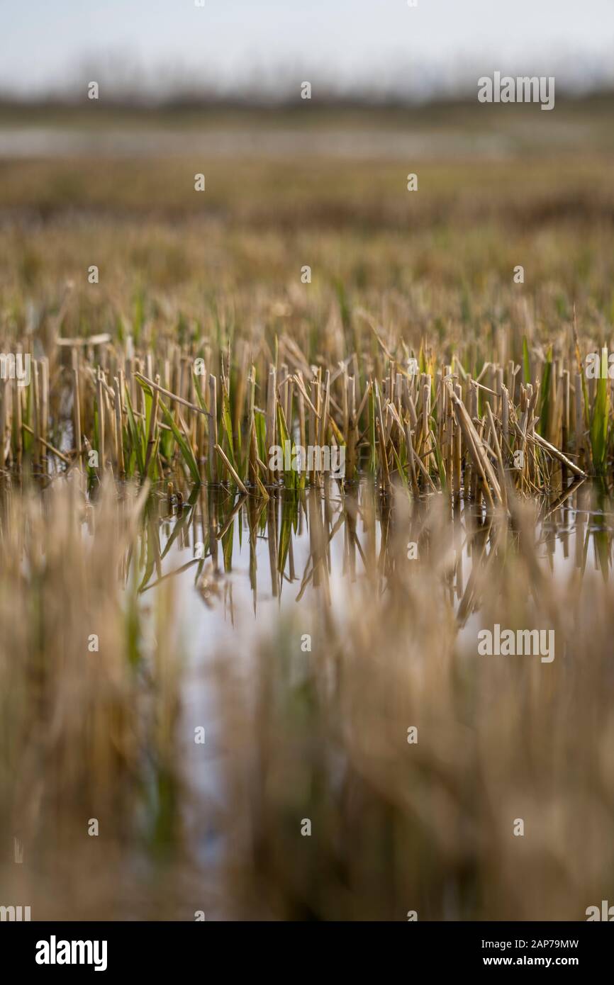 Rice paddy field europe hi-res stock photography and images - Alamy