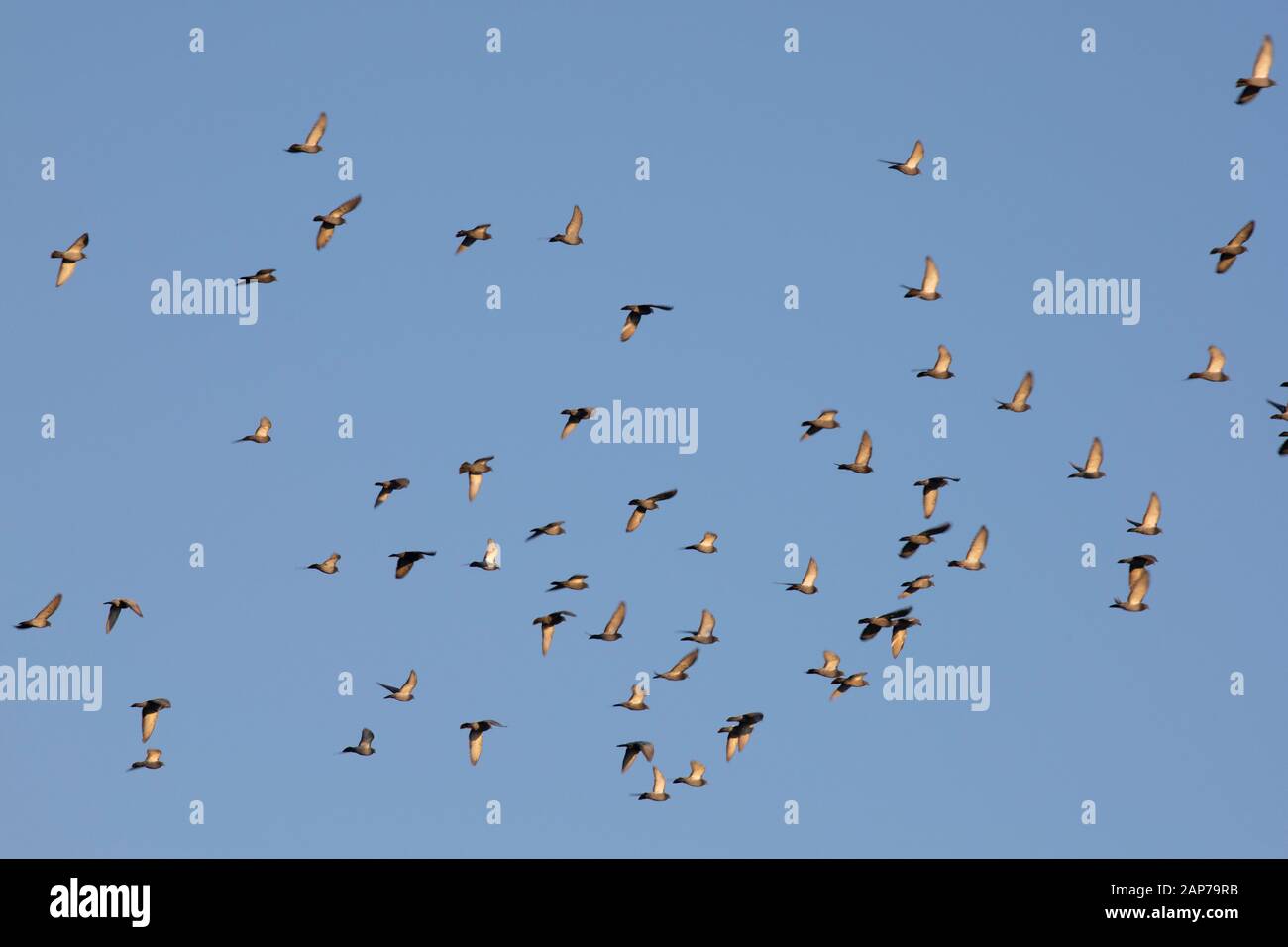 Fall birds hi-res stock photography and images - Alamy