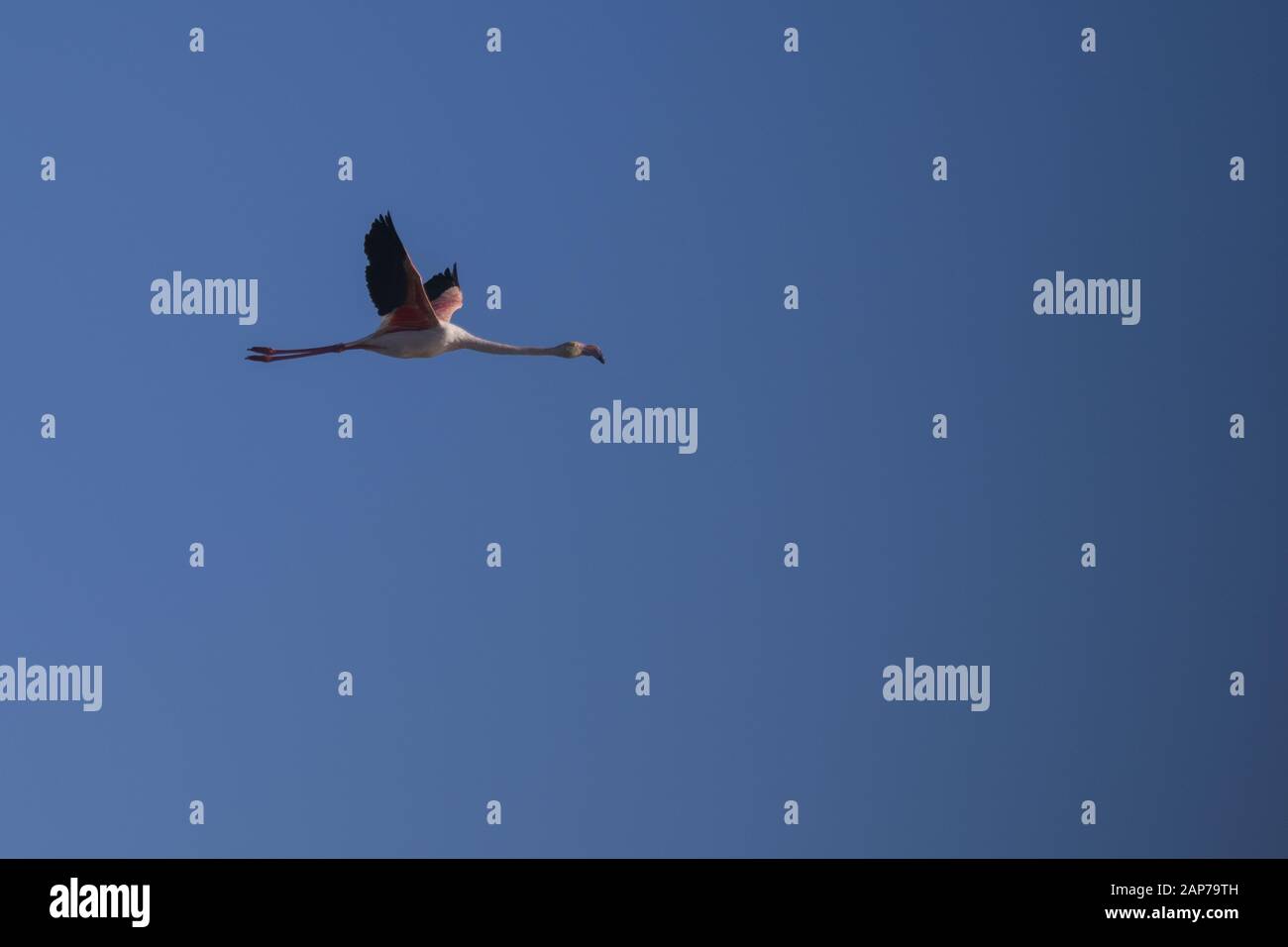 Flamingo flying in blue sky hi-res stock photography and images - Alamy