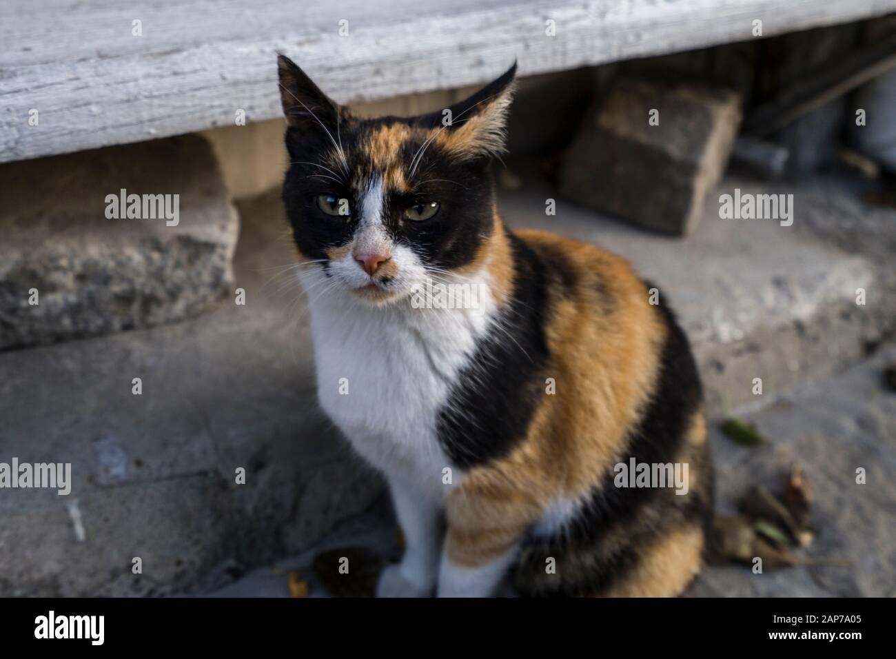 A cat sitting on the street of Bulgaria Stock Photo - Alamy