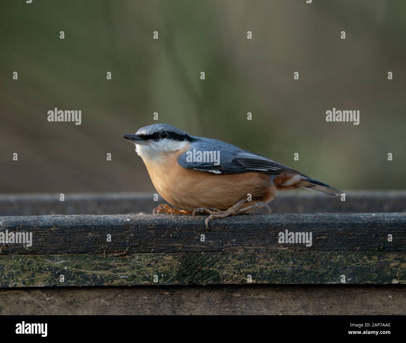 Nuthatch feeding at a feeding station Stock Photo - Alamy