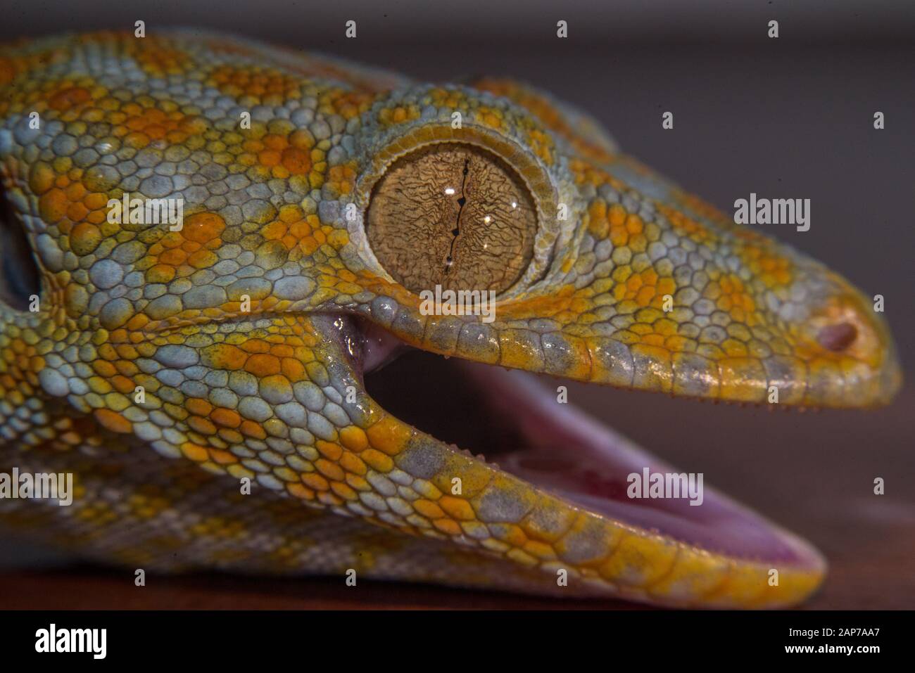 gecko tokay Macro eye Stock Photo - Alamy