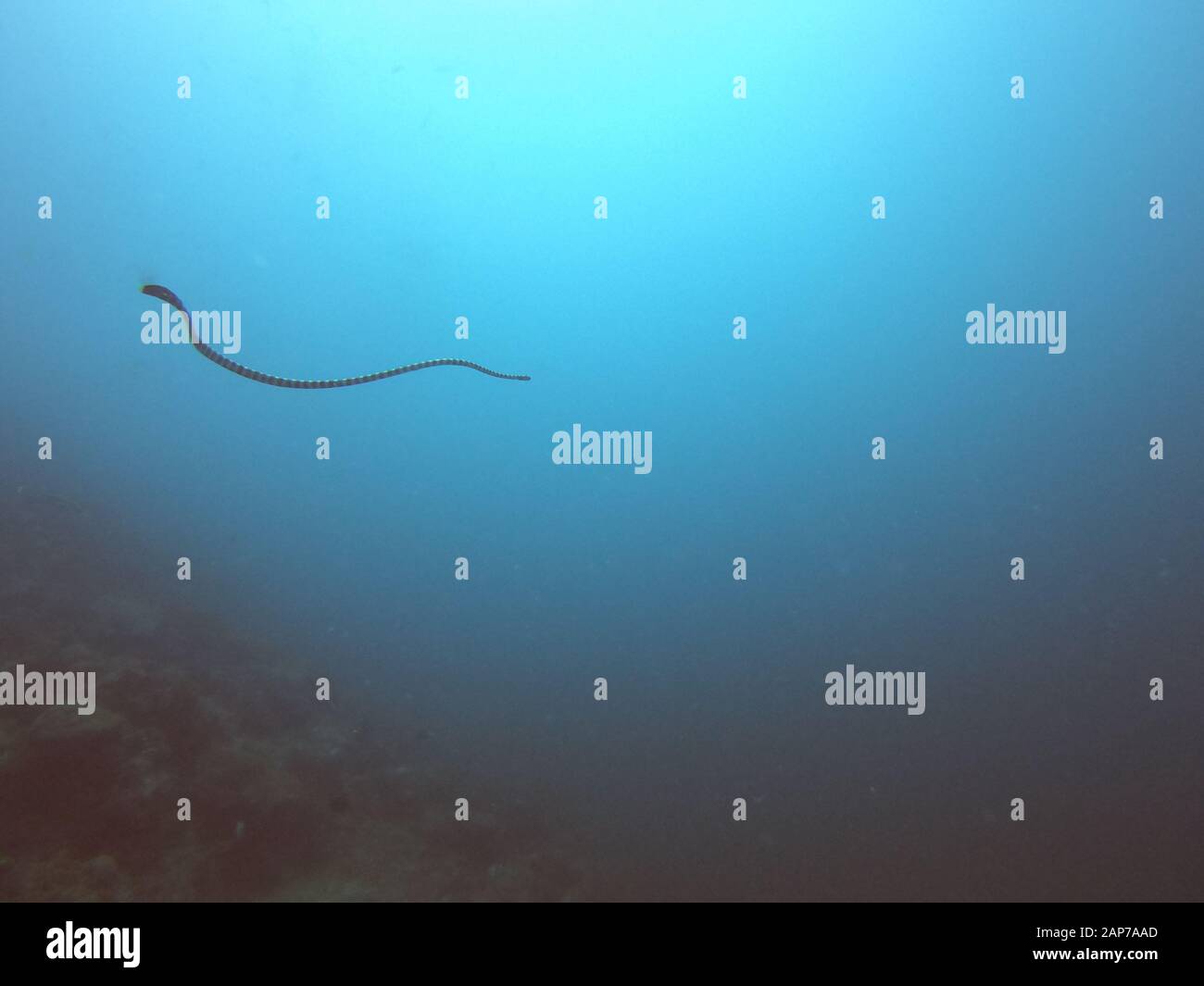 Sea Snake krait diving Stock Photo - Alamy