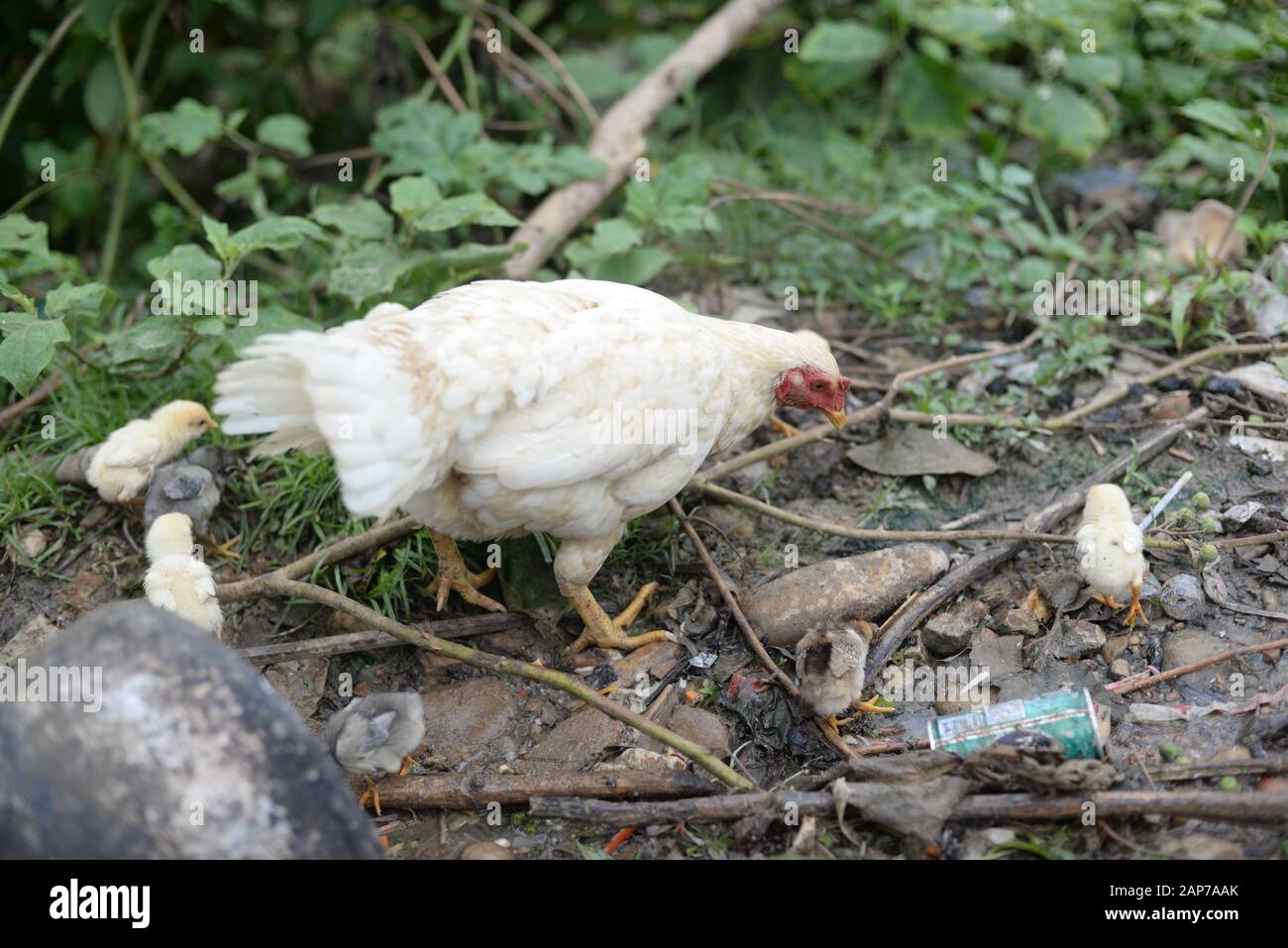 a chicken foraging the garbage Stock Photo - Alamy