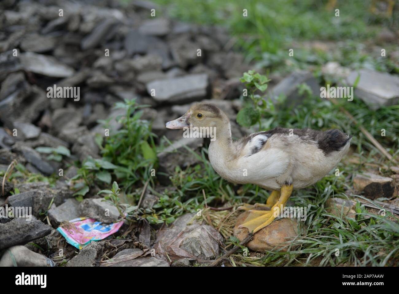 Duck in asia hi-res stock photography and images - Alamy