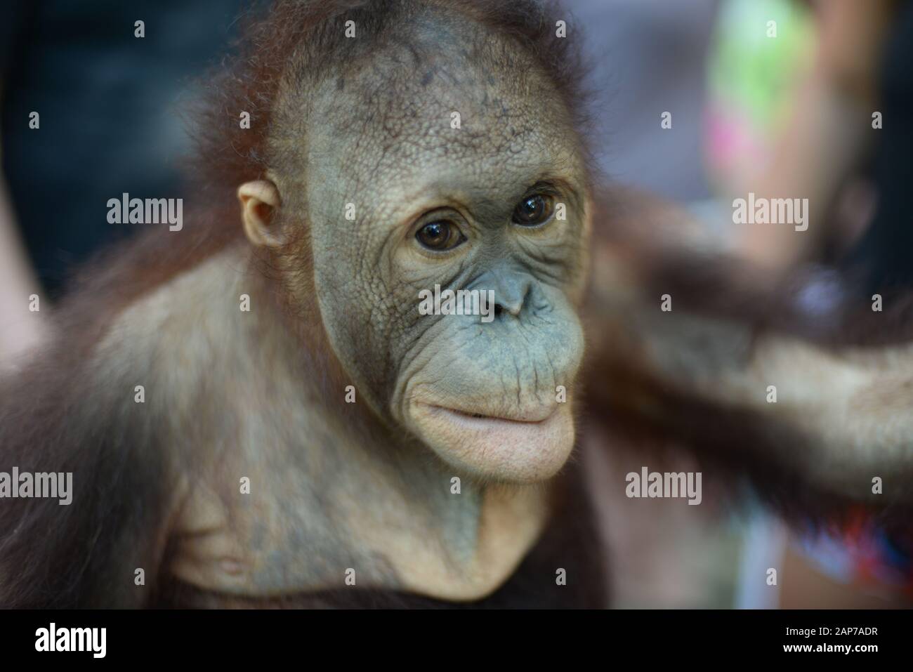 Orangutan Monkey Animal Stock Photo - Alamy