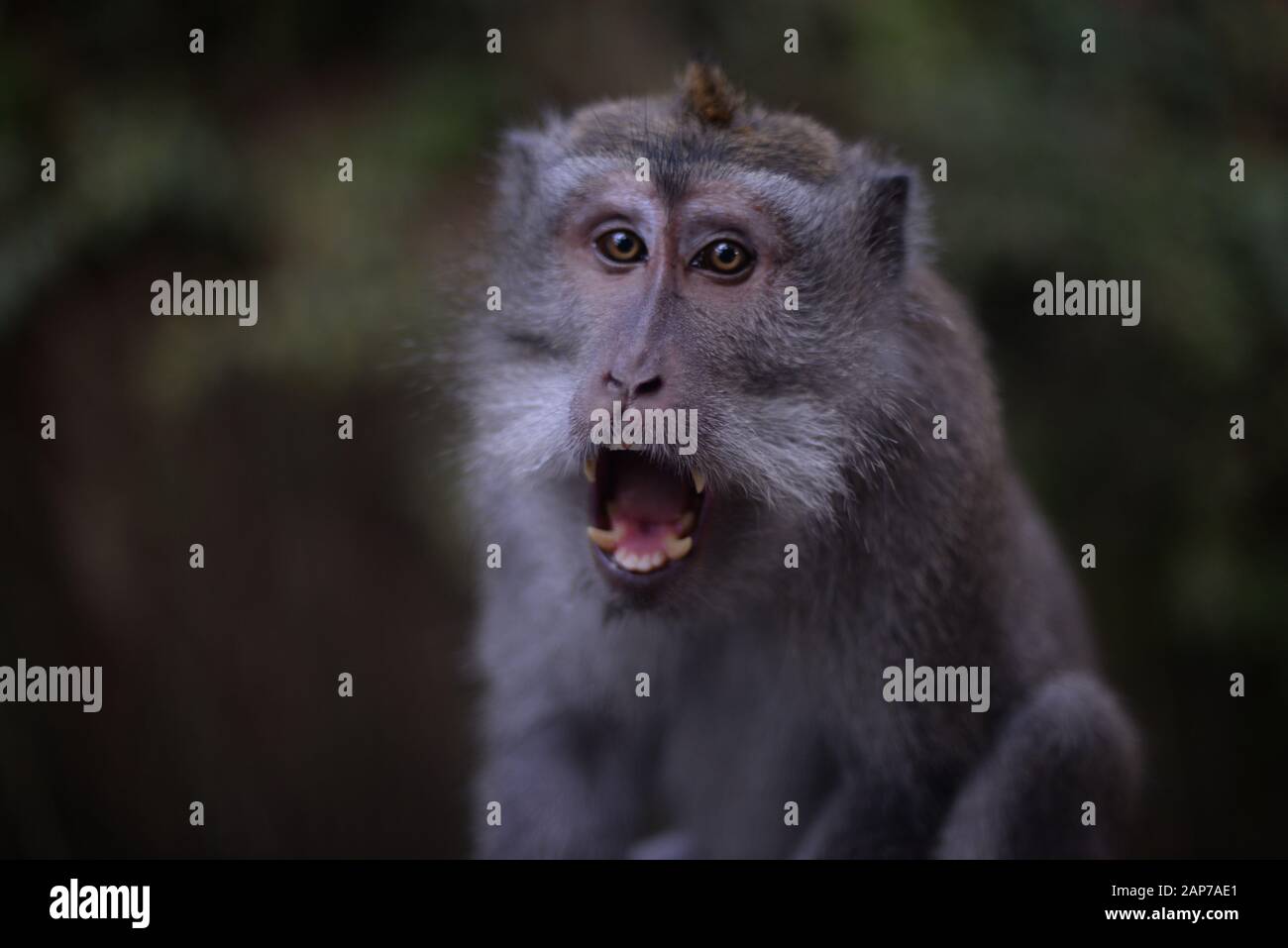 Orangutan Monkey Animal Stock Photo - Alamy
