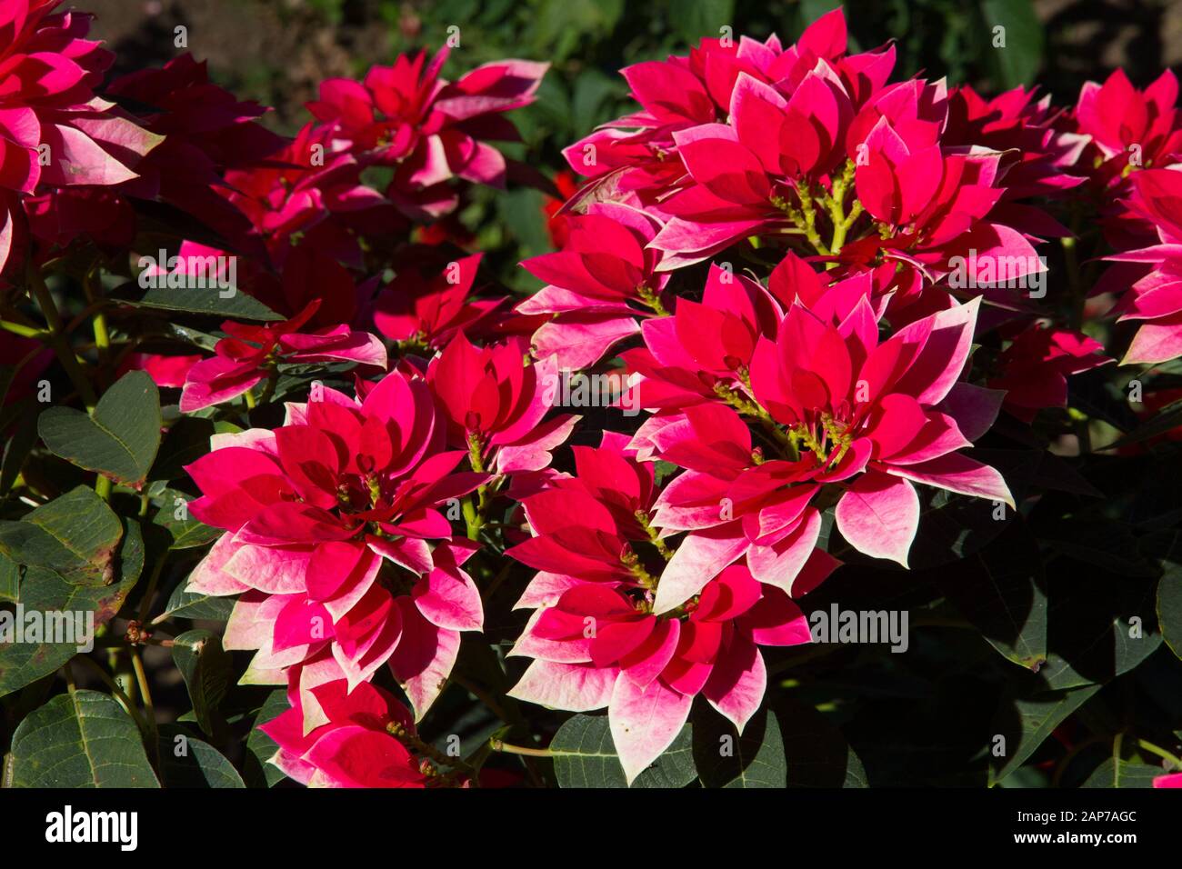 red Flowers, Chiang Mai province, north of Thailand exotical Stock ...