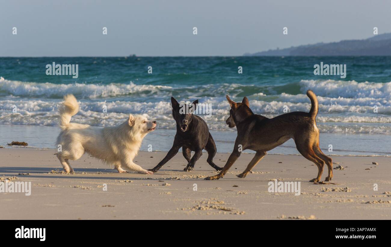 Three dogs are playing together at the beach, black, white, brown ...