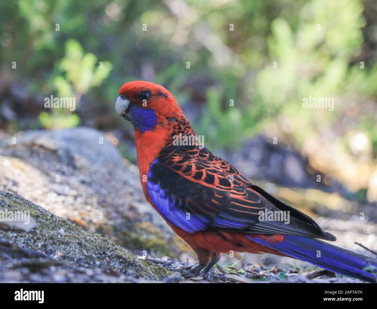 An Australian Crimson Rosella Parrot Stock Photo - Alamy