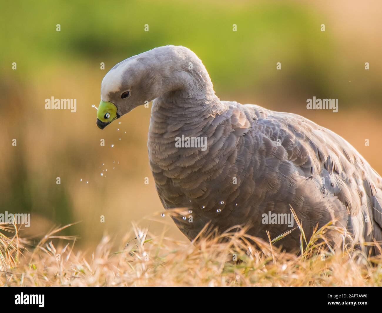 Australian goose hi-res stock photography and images - Alamy
