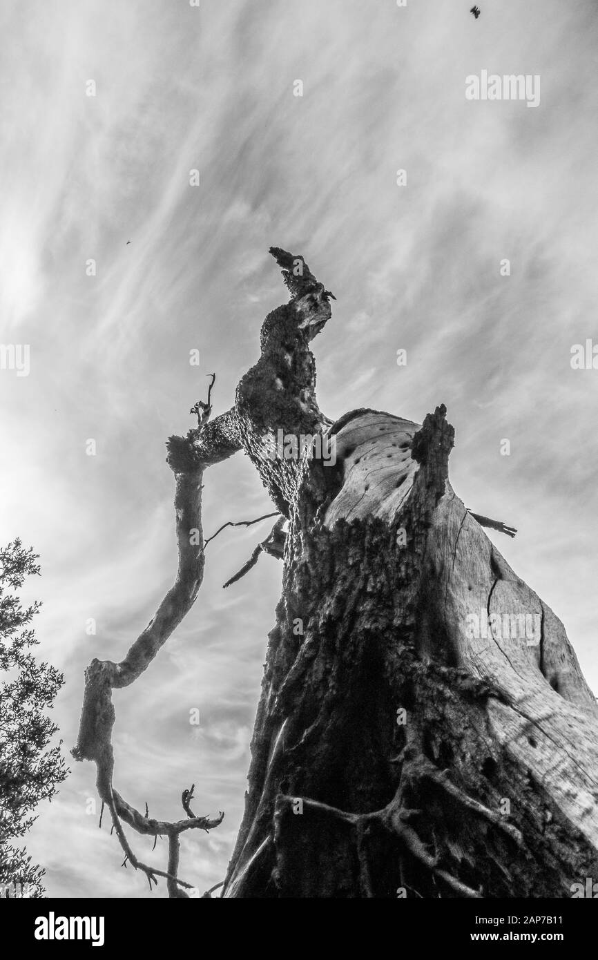 Dead tree in the woods Black and White Stock Photos & Images - Alamy
