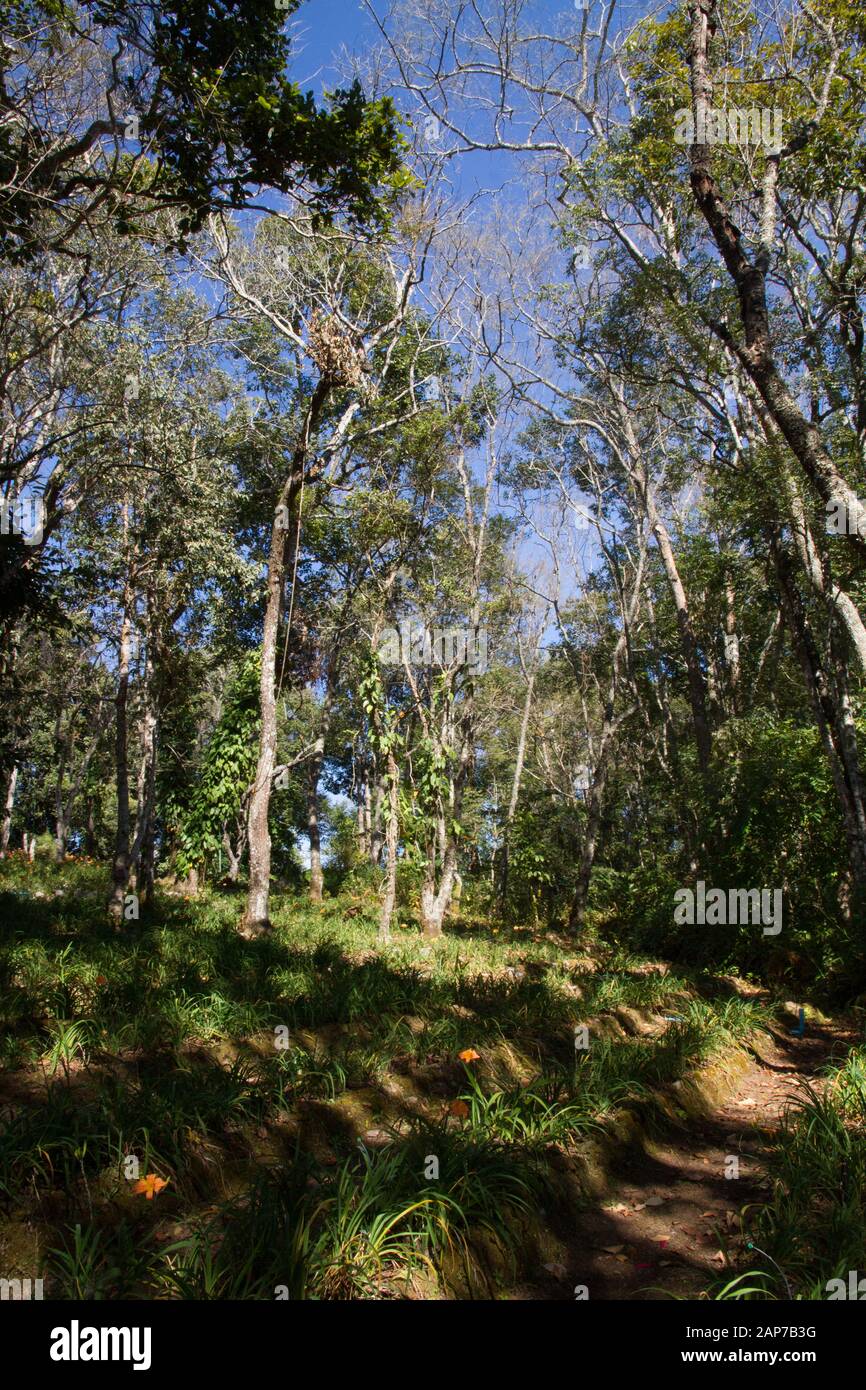 Trees Thailand, Chiang Mai province Stock Photo - Alamy