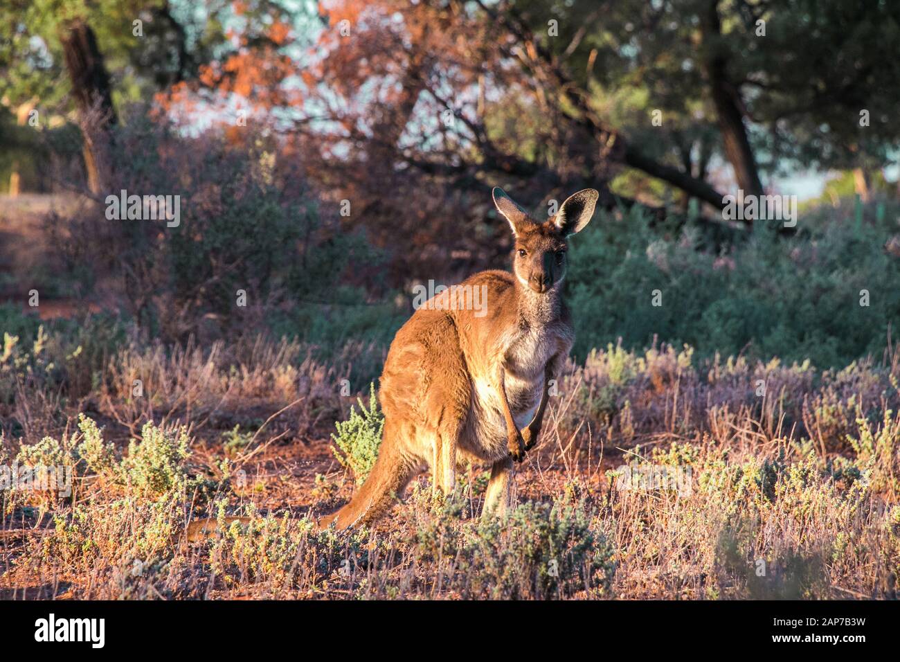 A Kangaroo in the Australien outback Stock Photo - Alamy