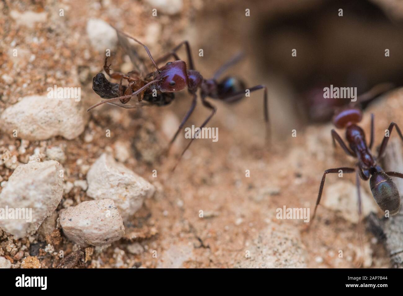Tiny ants hi-res stock photography and images - Alamy