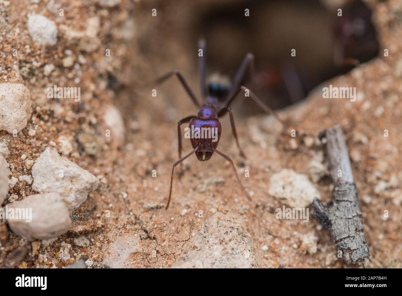 Tiny ants hi-res stock photography and images - Alamy
