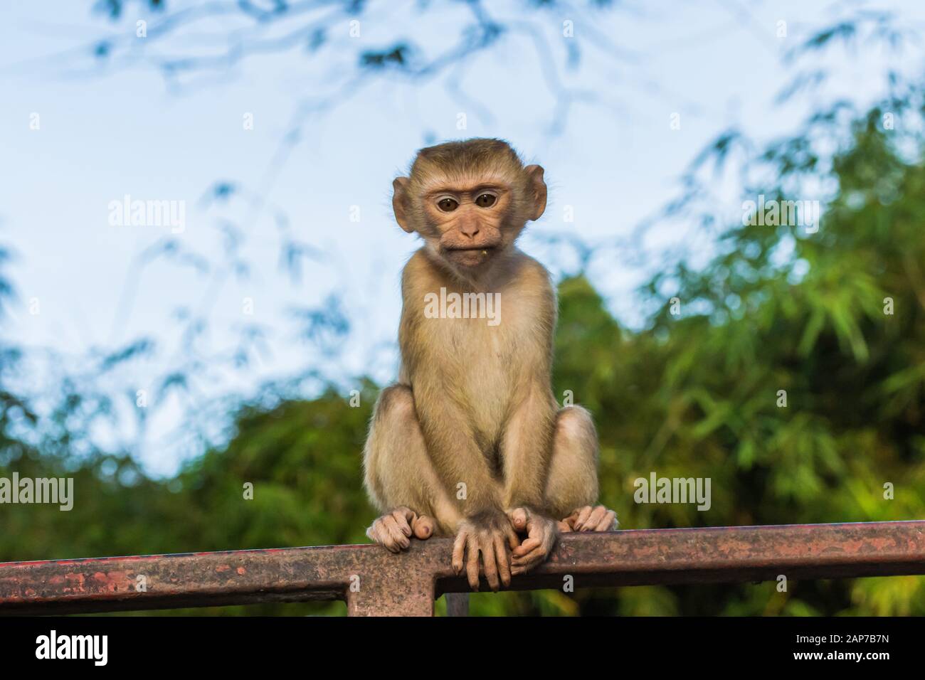Monkey hill phuket hi-res stock photography and images - Alamy