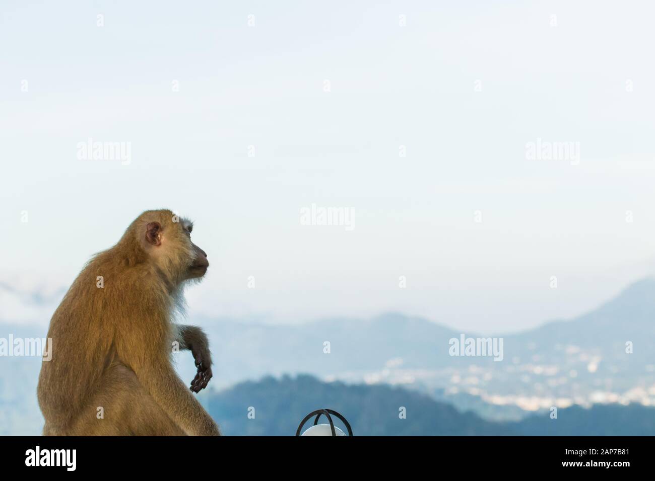 Macaque Monkeys of Monkey Hill, Phuket, Thailand Stock Photo - Alamy