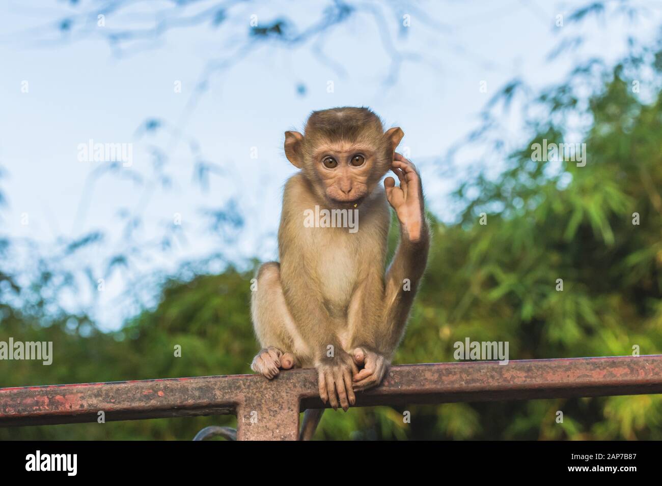 Monkey hill phuket thailand hi-res stock photography and images - Alamy