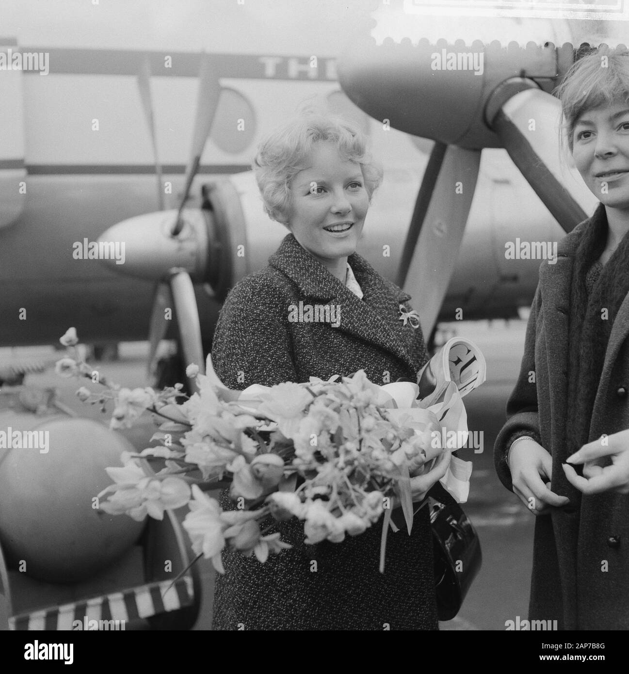 Petula petula flower hi-res stock photography and images - Alamy